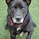 Corgi Puppies - Corgi Rescue and Adoption Near You