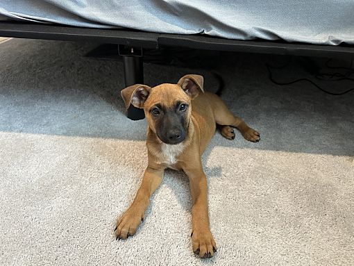 Bradenton, FL - Black Mouth Cur/Australian Cattle Dog. Meet Theo a Pet ...