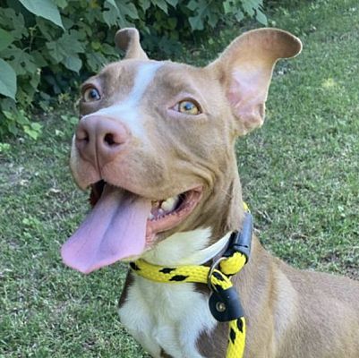 Birmingham, AL - Pit Bull Terrier. Meet Skittles a Pet for Adoption ...