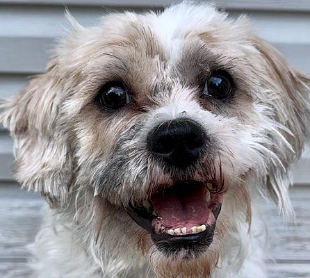 Springfield, VA - Shih Tzu. Meet Moshi a Pet for Adoption - AdoptaPet.com