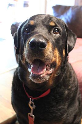 Perkasie, PA - Rottweiler. Meet Solomon a Pet for Adoption - AdoptaPet.com