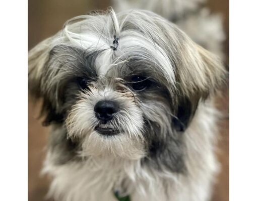 Seattle, WA - Shih Tzu. Meet Butchy a Pet for Adoption - AdoptaPet.com