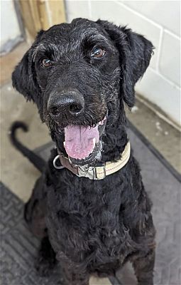 Sparta, IL - Poodle (Standard)/Labrador Retriever. Meet Maverick a Pet ...
