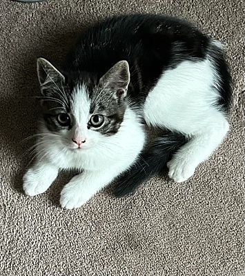 Mableton, GA - Tabby. Meet Explorer a Pet for Adoption - AdoptaPet.com