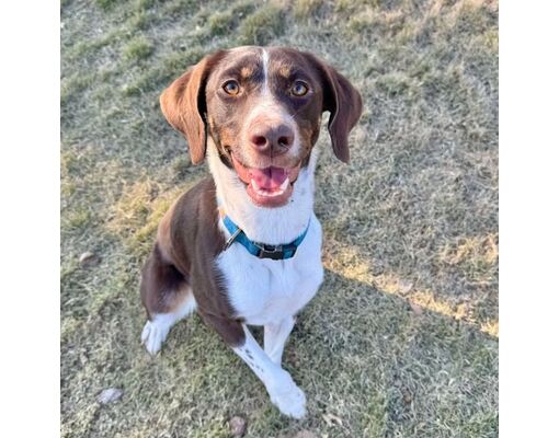 Fredericksburg, TX - German Shorthaired Pointer/Australian Shepherd ...