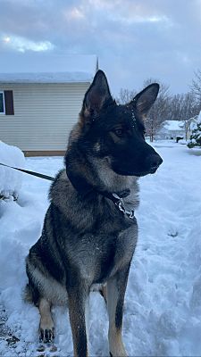 Kentwood, MI - German Shepherd Dog/Husky. Meet Mushi a Pet for Adoption ...
