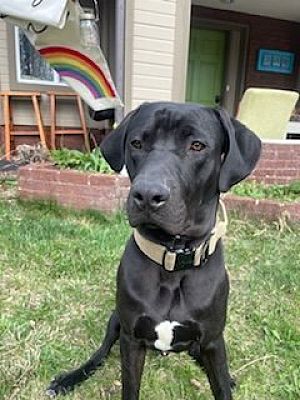 Westminster, CO - Labrador Retriever/Weimaraner. Meet Blu a Pet for ...