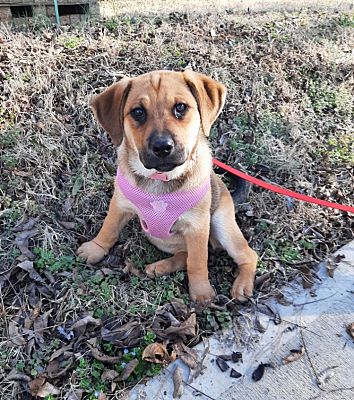Monroe, NC - German Shepherd Dog. Meet Dove a Pet for Adoption ...
