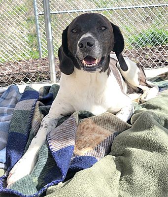 Greeneville, TN - Plott Hound. Meet Percy / Buddy a Pet for Adoption ...