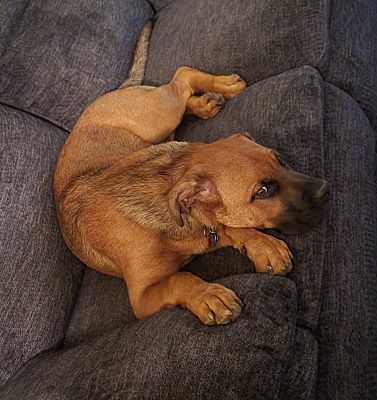Virginia Beach, VA - Dogue de Bordeaux. Meet Ernie a Pet for Adoption ...