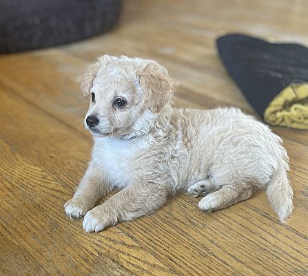 Concord, CA - Chihuahua/Poodle (Miniature). Meet Garth a Pet for ...