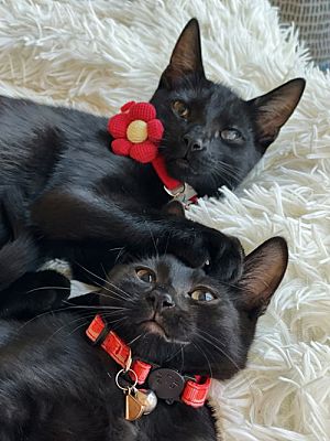Brooklyn, NY - Domestic Shorthair. Meet Katie and Simone a Pet for ...