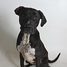 Great Dane Puppies - Great Dane Rescue and Adoption Near You