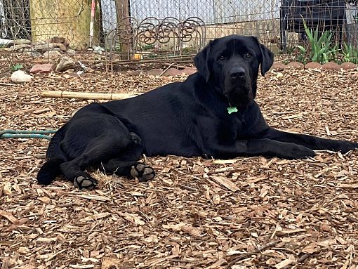 Troy, VA - Labrador Retriever. Meet Griffin a Pet for Adoption ...