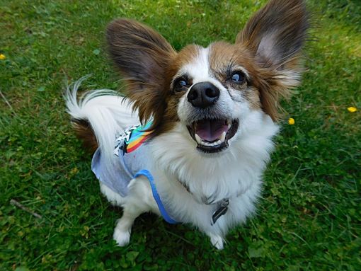 Kingsport, TN - Papillon. Meet Finnimore a Pet for Adoption - AdoptaPet.com