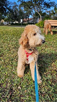 Orlando, FL - Goldendoodle. Meet Ranger a Pet for Adoption - AdoptaPet.com