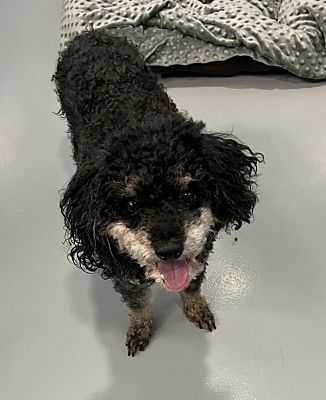 Topeka, KS - Poodle (Toy or Tea Cup). Meet Shadow a Pet for Adoption ...