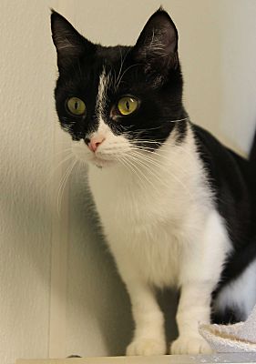 Harrison, NY - Domestic Shorthair. Meet Petunia a Pet for Adoption ...