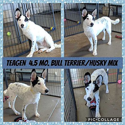 Mesa, AZ - Bull Terrier. Meet TEAGEN a Pet for Adoption - AdoptaPet.com