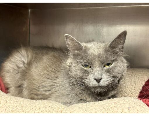 Palmer, AK - Domestic Mediumhair. Meet CHARCOAL a Pet for Adoption ...