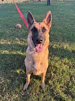 Sheridan, TX - German Shepherd Dog. Meet Sarge a Pet for Adoption ...