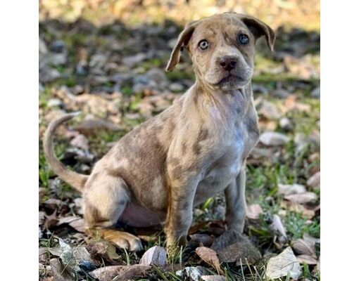 Helena, AL - Catahoula Leopard Dog/Dachshund. Meet Butternut a Pet for ...