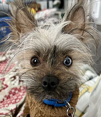 Silver Spring, MD - Chinese Crested. Meet Cornelius Wigglebottom ...