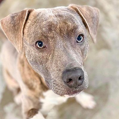 Saugus, MA - American Staffordshire Terrier/Mixed Breed (Medium). Meet ...