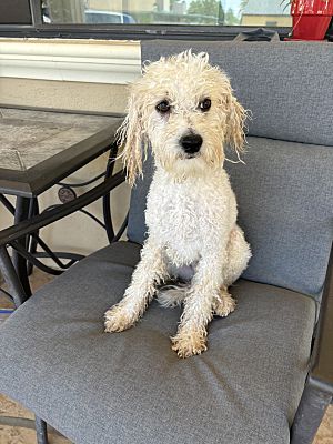 Tucson, AZ - Schnoodle. Meet Greg a Pet for Adoption - AdoptaPet.com