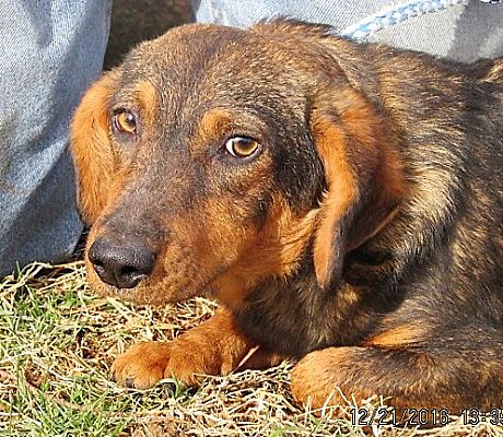Frederick, MD - Dachshund/Australian Shepherd. Meet Silas a Pet for ...