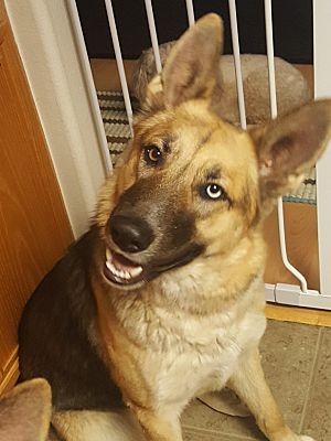 Pittsburgh, PA - German Shepherd Dog. Meet Ella Bleu a Pet for Adoption ...