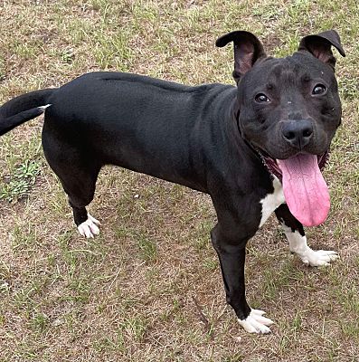 Enfield, CT - Rhodesian Ridgeback/Mixed Breed (Medium). Meet ‼️Randy ...