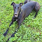Greyhound Puppies - Greyhound Rescue and Adoption Near You