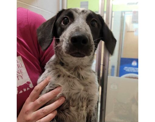 Columbia, MO - Australian Cattle Dog/Whippet. Meet Nemo a Pet for ...