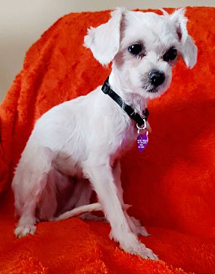 San Dimas, CA - Maltese. Meet Mylah a Pet for Adoption - AdoptaPet.com