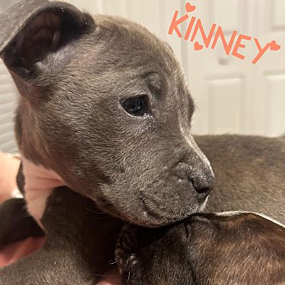 Collingswood, NJ - Terrier (Unknown Type, Medium)/Boxer. Meet Kinney a ...