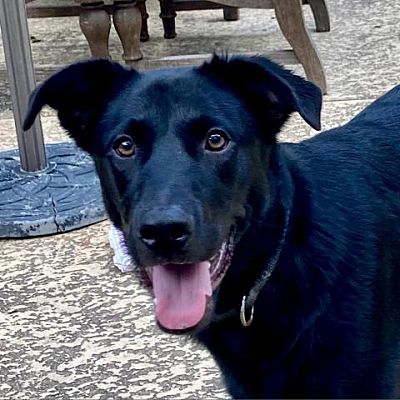 Austin, TX - Labrador Retriever/Mixed Breed (Medium). Meet Crocus a Pet ...
