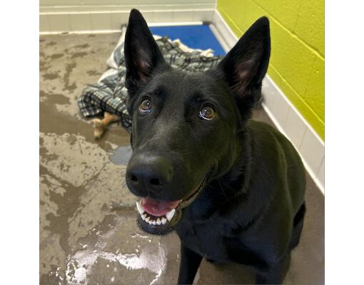Pittsburgh, PA - German Shepherd Dog. Meet Nala a Pet for Adoption ...