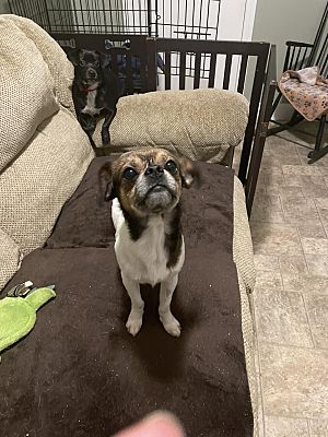 Winsted, CT - Pug/Chihuahua. Meet Moochy a Pet for Adoption - AdoptaPet.com