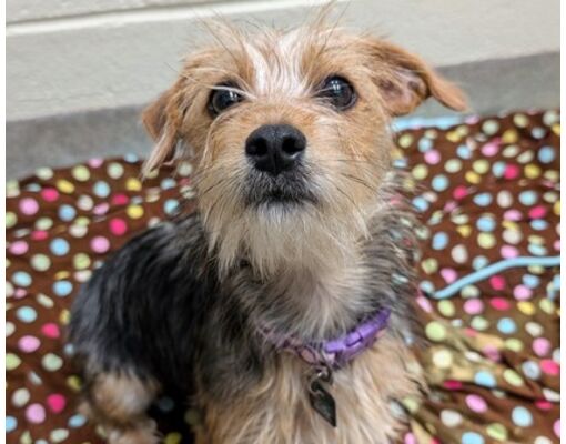 Virginia Beach, VA - Yorkie, Yorkshire Terrier/Mixed Breed (Medium ...