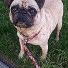 Pug Puppies - Pug Rescue and Adoption Near You