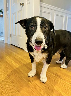 Bethel, CT - Border Collie/Basset Hound. Meet Princess a Pet for ...