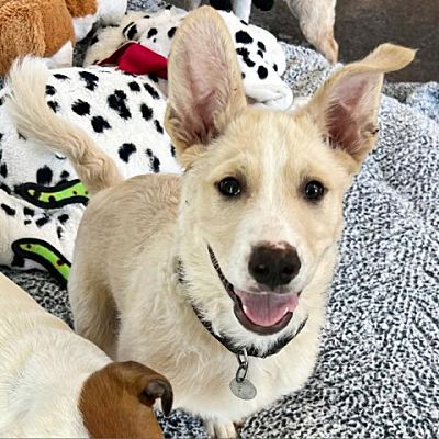 Flower Mound, TX - Great Pyrenees/Australian Cattle Dog. Meet Indi a ...