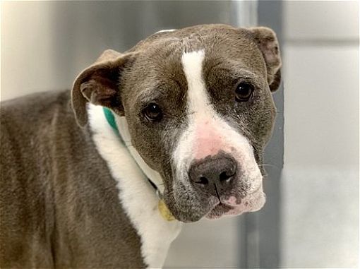 Denver, CO - Pit Bull Terrier. Meet PRIM a Pet for Adoption - AdoptaPet.com