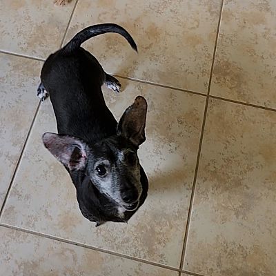 New Port Richey, FL - Chiweenie. Meet Sweet Pea a Pet for Adoption ...