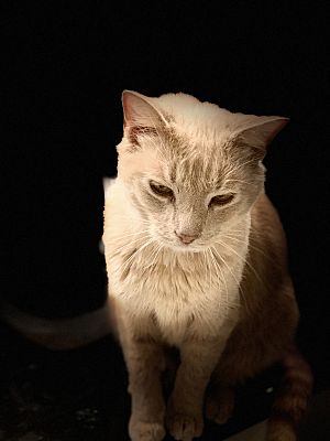 Charleston, SC - Domestic Shorthair. Meet Andy a Pet for Adoption ...