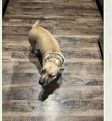 Lancaster, SC - Basset Hound. Meet Dexter a Pet for Adoption ...