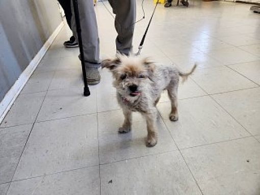 Kingman, AZ - Lhasa Apso/Yorkie, Yorkshire Terrier. Meet Mandy a Pet ...