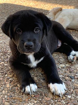 Houston, TX - Labrador Retriever/Mixed Breed (Large). Meet Wishbone a ...