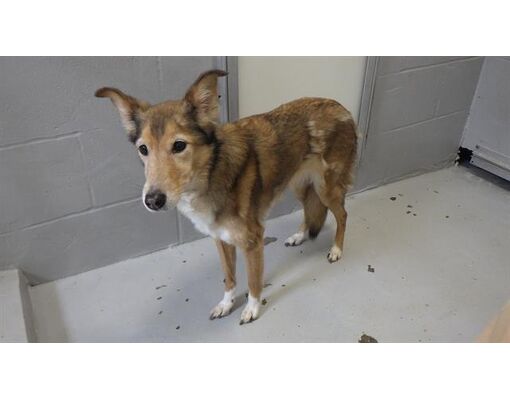 Augusta, GA - Sheltie, Shetland Sheepdog. Meet SIOBHAN a Pet for ...